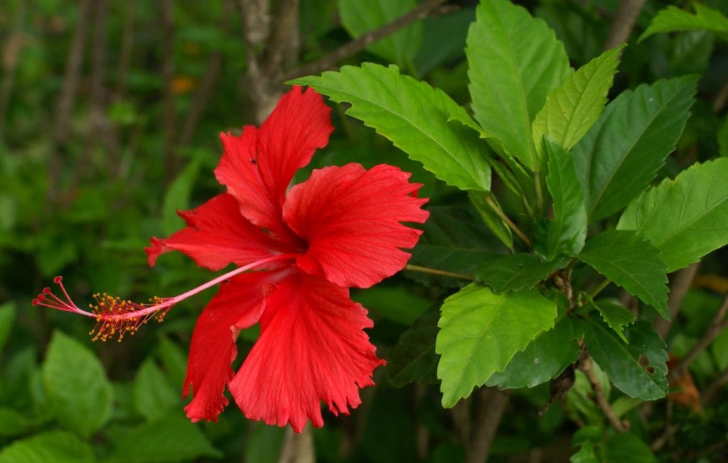 Bunga Sepatu atau Bunga Raya, Ikonnya Malaysia - linimassa.id