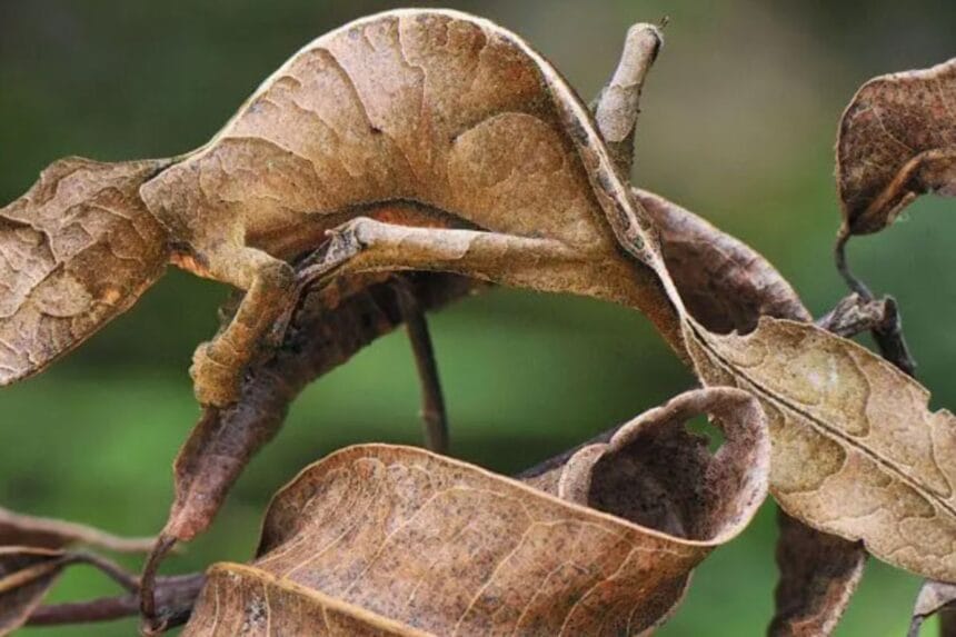 Mimikri, Kemampuan Adaptasi Menyamar - linimassa.id