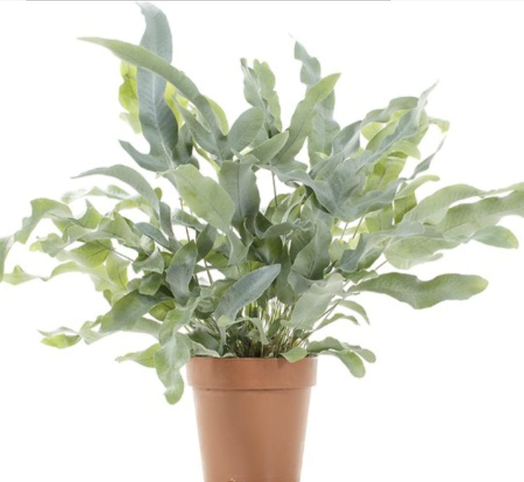 Pakis Bintang Biru Tanaman Hias yang Sempat Ngehits - linimassa.id